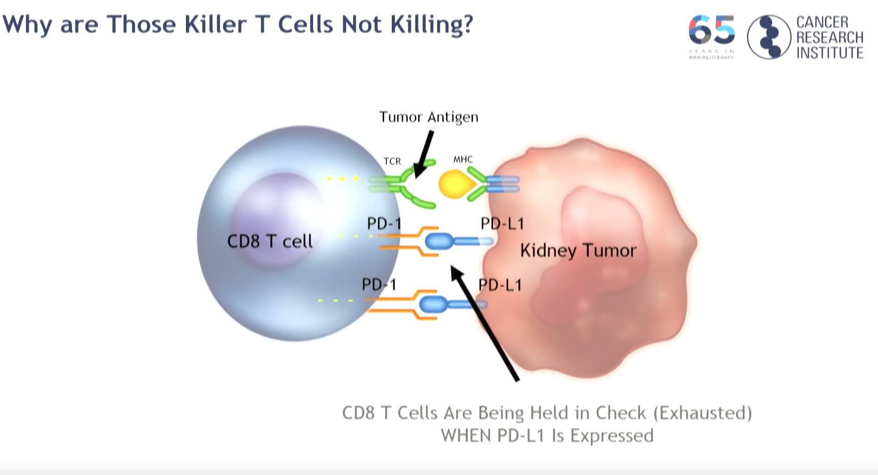 Dr Charles Drake explains about Exhausted T Cells - Cholangiocarcinoma ...